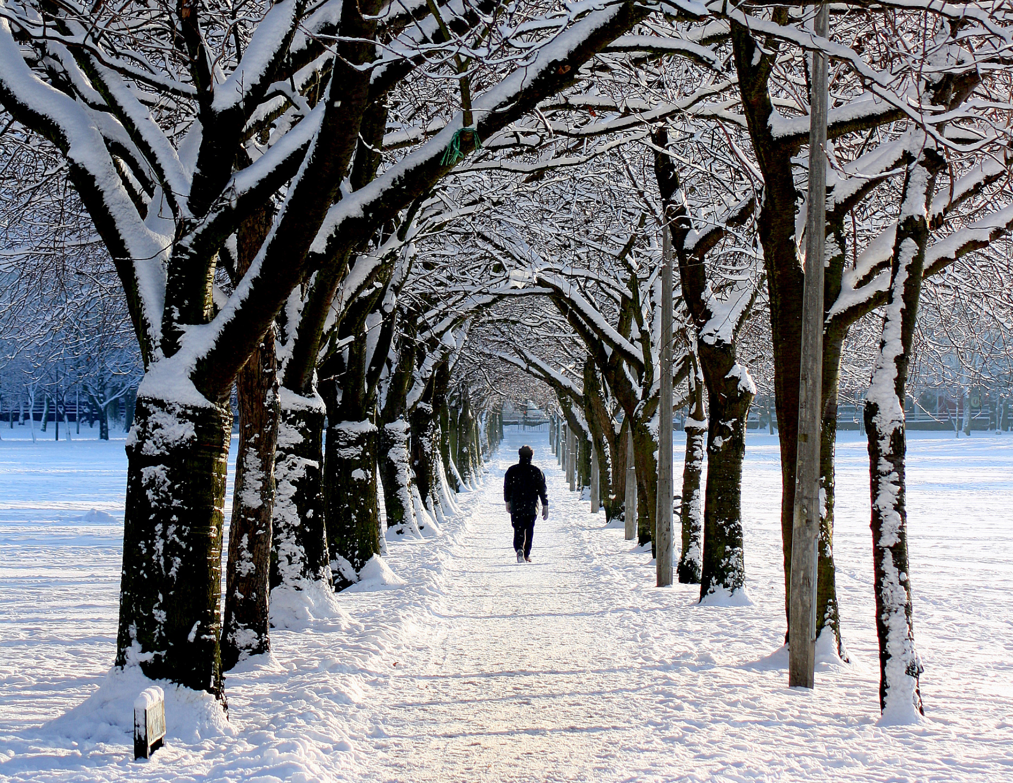 The Tea on Vitamin D in the Winter – Lilas Wellness